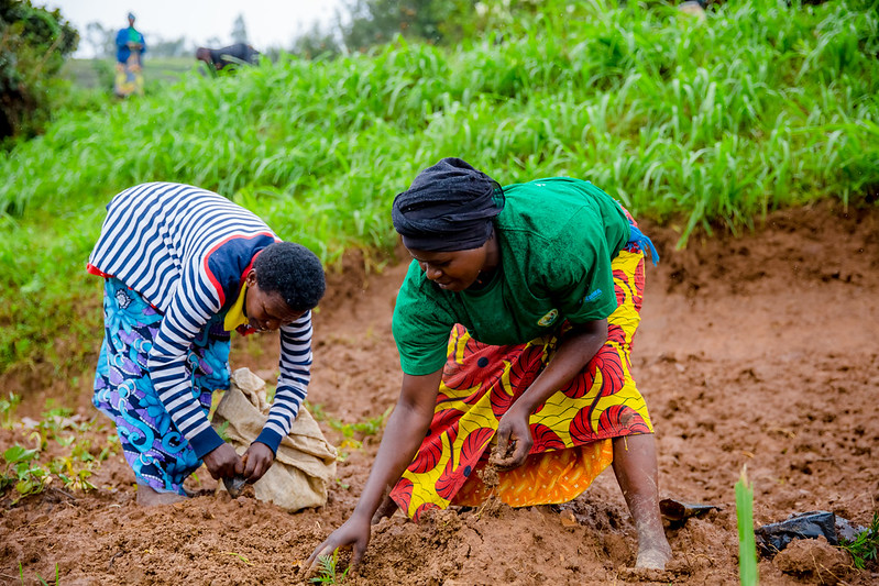 The Green Gicumbi project in Rwanda - Adaptation At Altitude