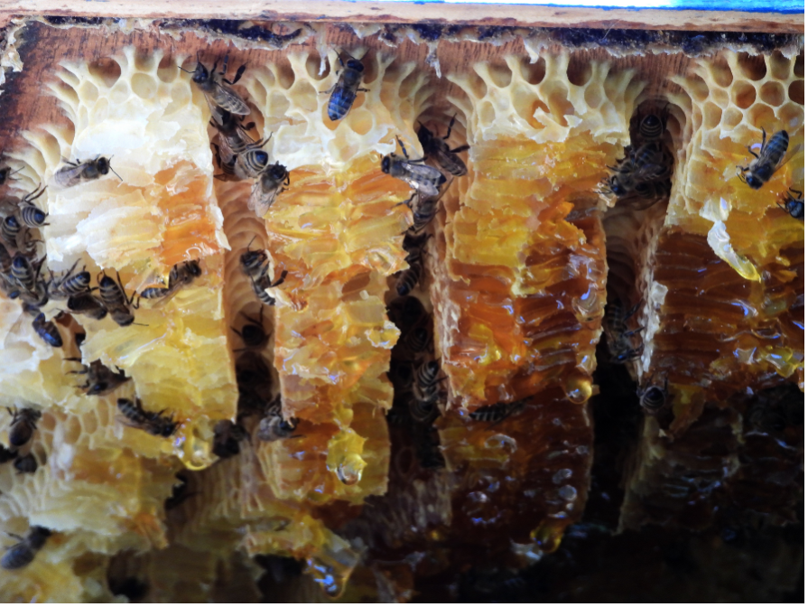 Women in bees-ness - Adaptation At Altitude